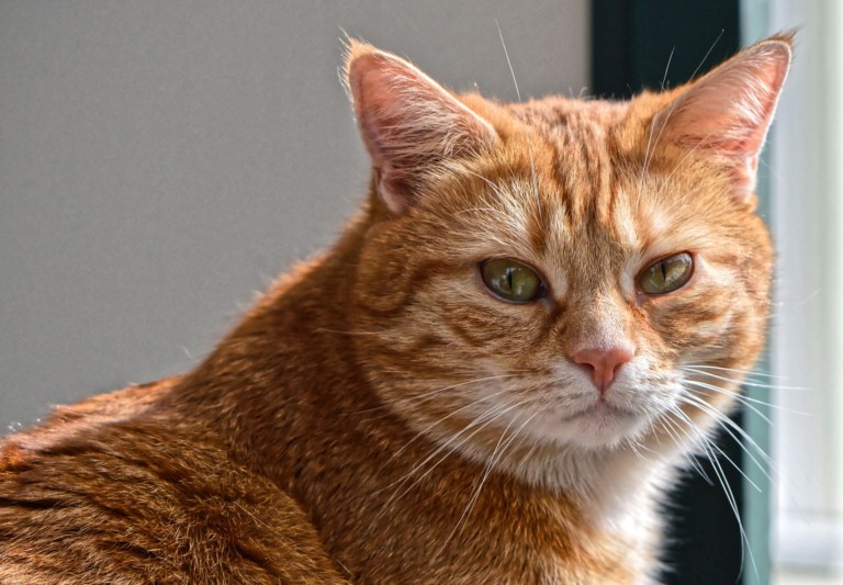 Sudden Back Leg Weakness in Old Cats: 3 Common Causes » Scary Symptoms