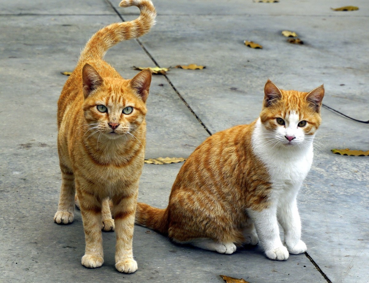Cat Poop Guide: Color, Consistency, Shape, Contents » Scary Symptoms