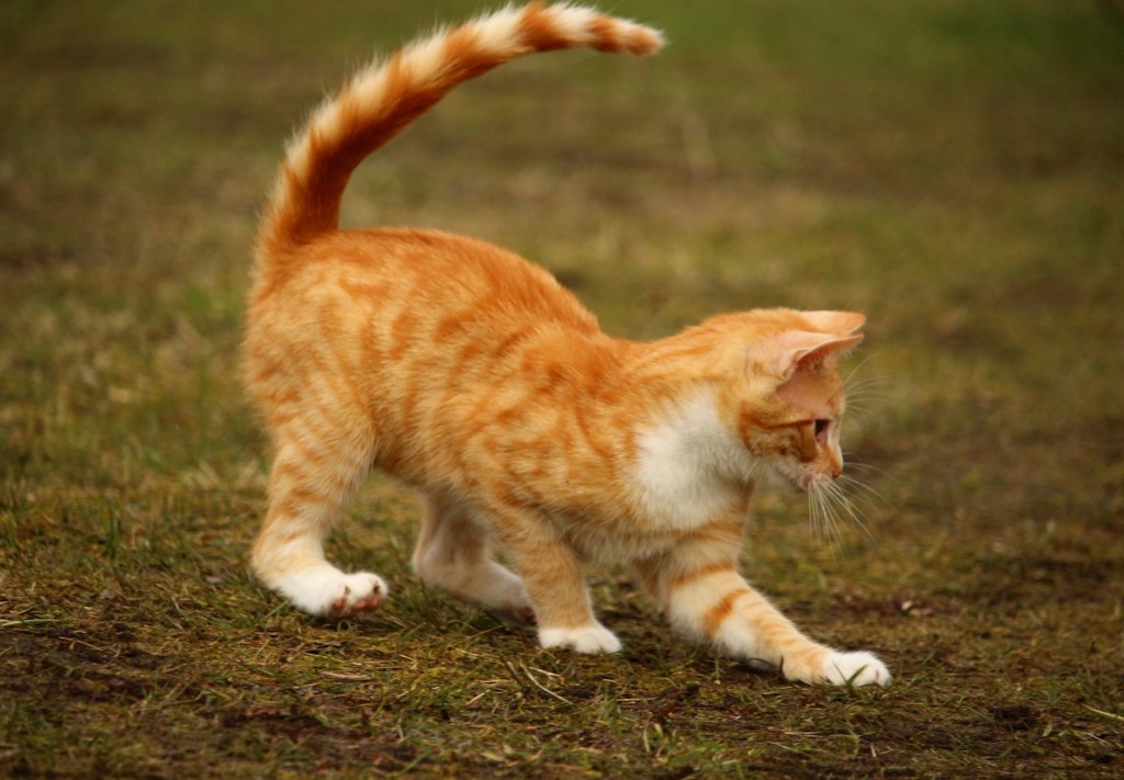 Sudden Back Leg Weakness in Old Cats: 3 Common Causes » Scary Symptoms
