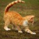 Sudden Back Leg Weakness in Old Cats: 3 Common Causes » Scary Symptoms