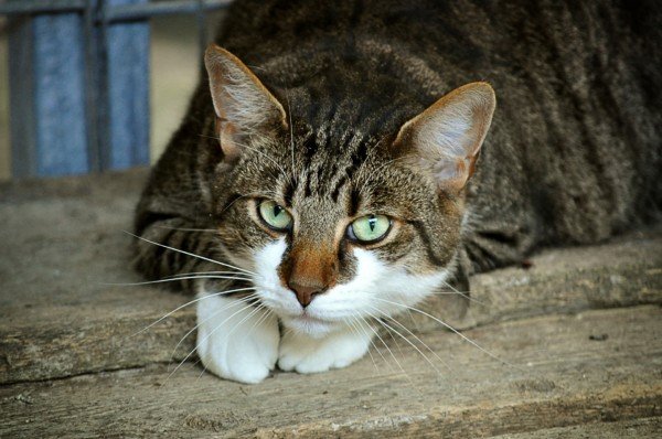 Sudden Back Leg Weakness in Old Cats: 3 Common Causes » Scary Symptoms