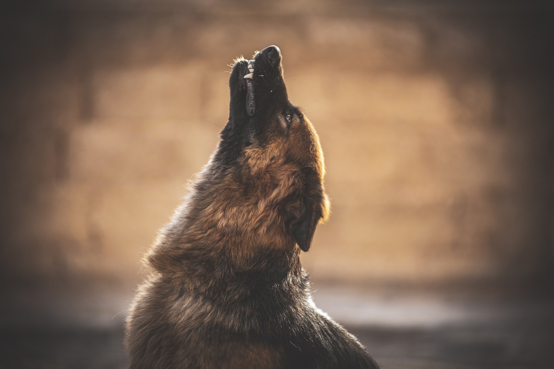Reasons a Domestic Dog Howls When It’s Never Done So Before » Scary ...