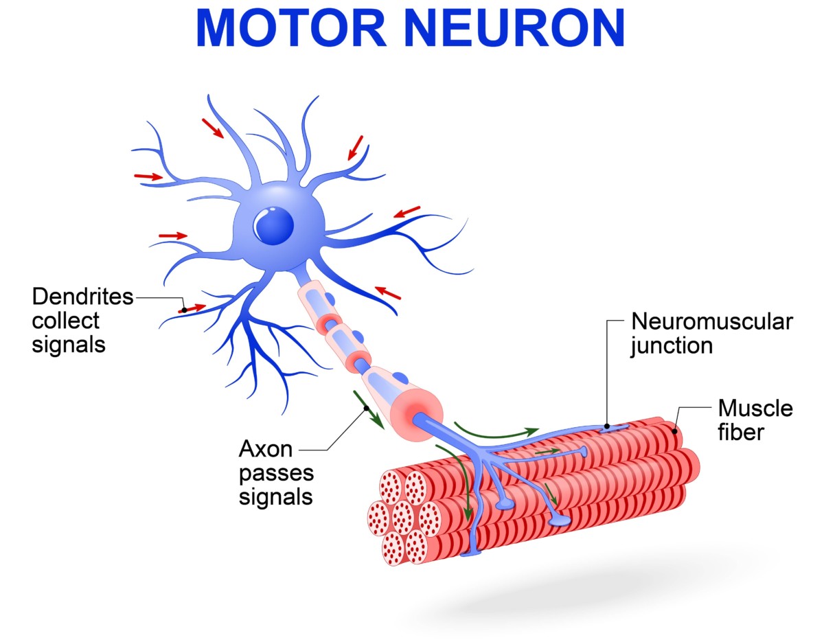 How Twitching Muscles Are Caused By Exercise » Scary Symptoms
