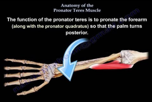 What Is Pronator Syndrome: Causes, Solutions, Prevention » Scary Symptoms