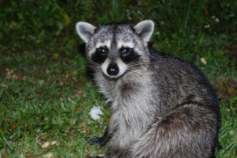 Fear of Rabies Recurring Dream in Autism: Full Interpretation » Scary ...