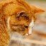Cat's Lower Lip Droops on One Side: Cancer, Stroke May Be Cause » Scary ...