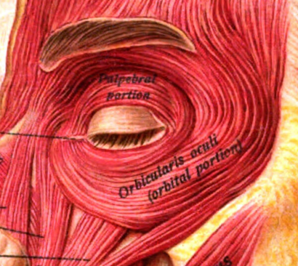 Muscle Twitching BELOW the Eye: What this Means » Scary Symptoms