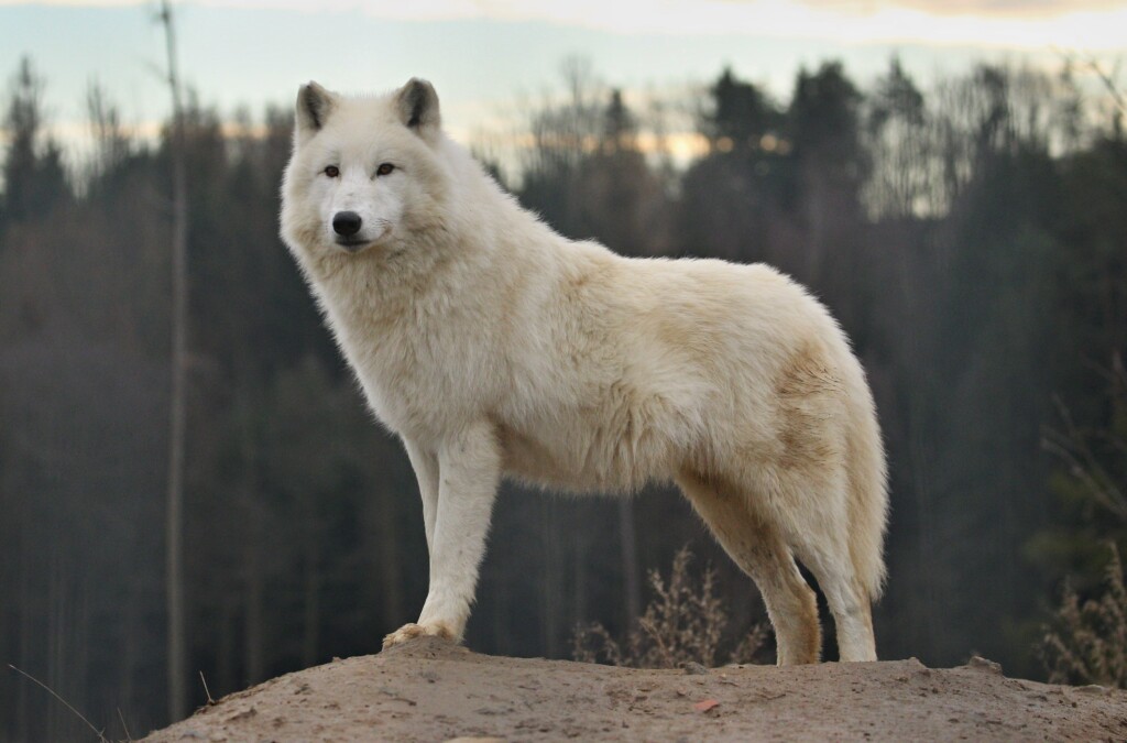 “Special Interest” Does Not Pathologize Autistic Passion » Scary Symptoms