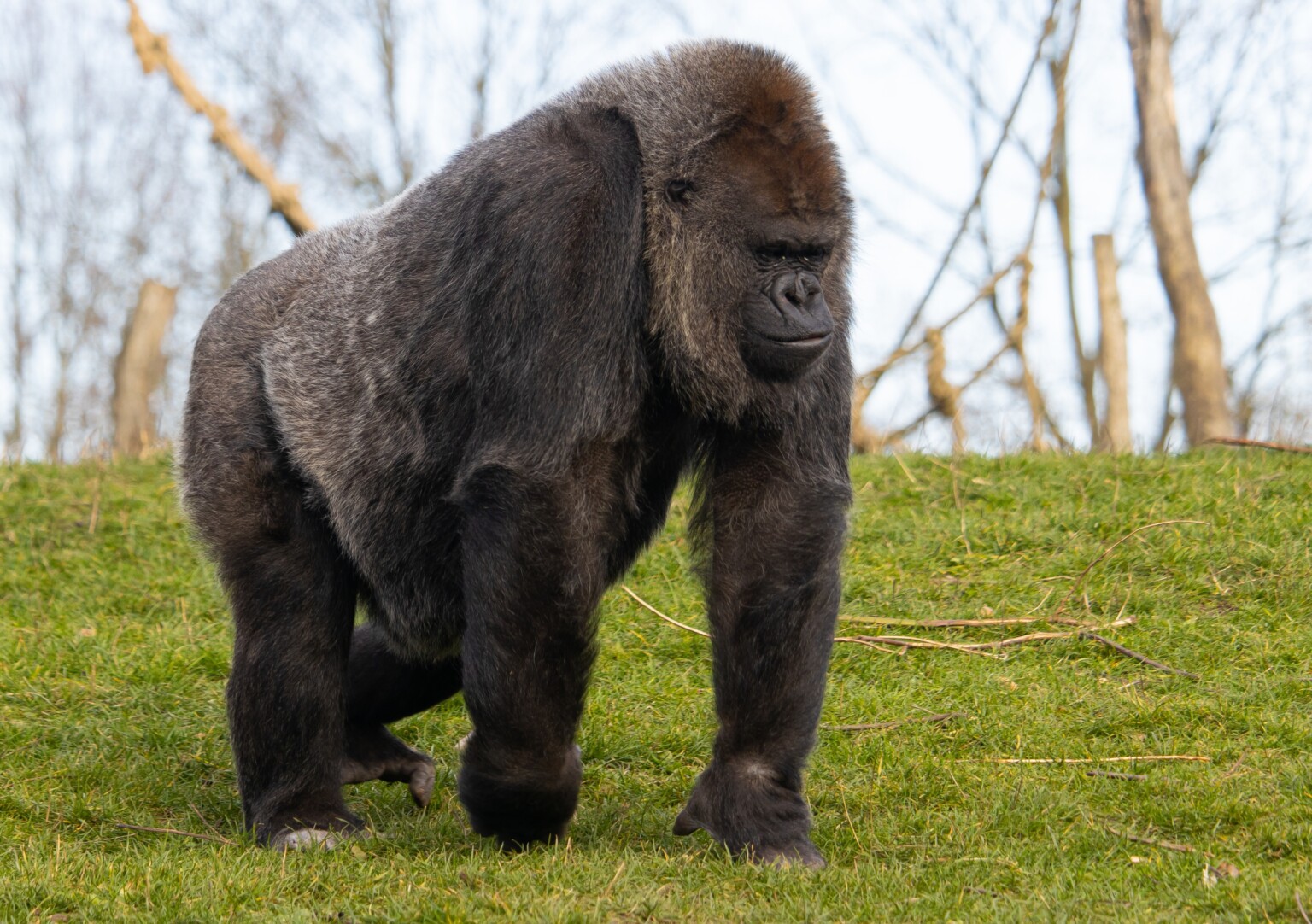 Short Fun Animal Self-Regulation Workout for Autistic Kids » Scary Symptoms